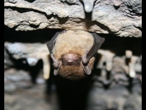 Bats of New Hampshire - YouTube