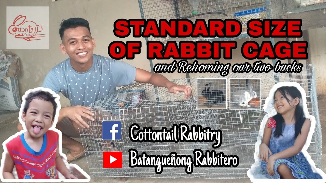 What is the standard size of rabbit cage? - YouTube