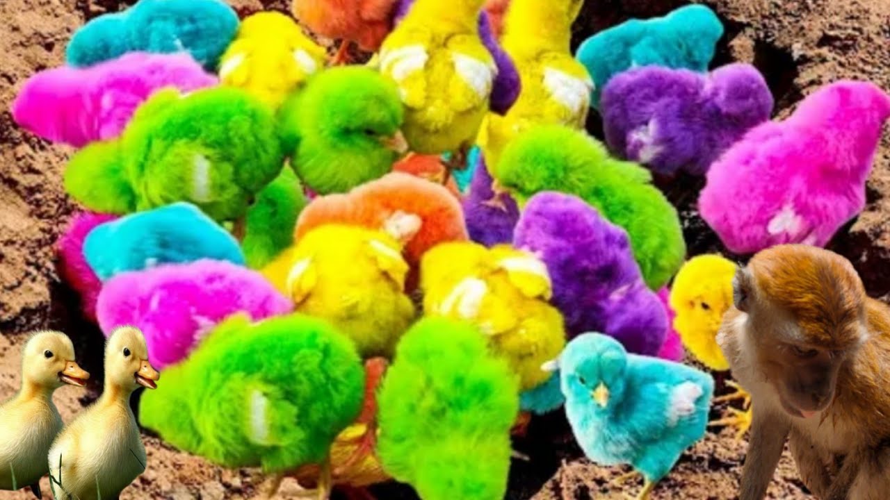 Tangkap Ayam Warna Warni, Ayam Reborn, Ayam Teletubbies, Bebek, Marmut ...