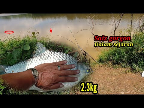 Lampam jawa saiz GORGON❗Memancing  ikan di sungai pahang