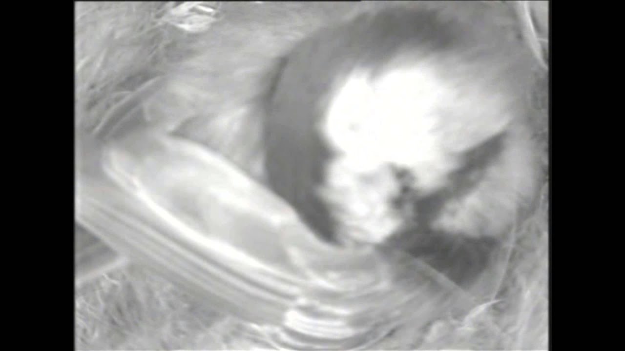 Black Capped Chickadee Bird Cam Sleeping in the new nest - YouTube