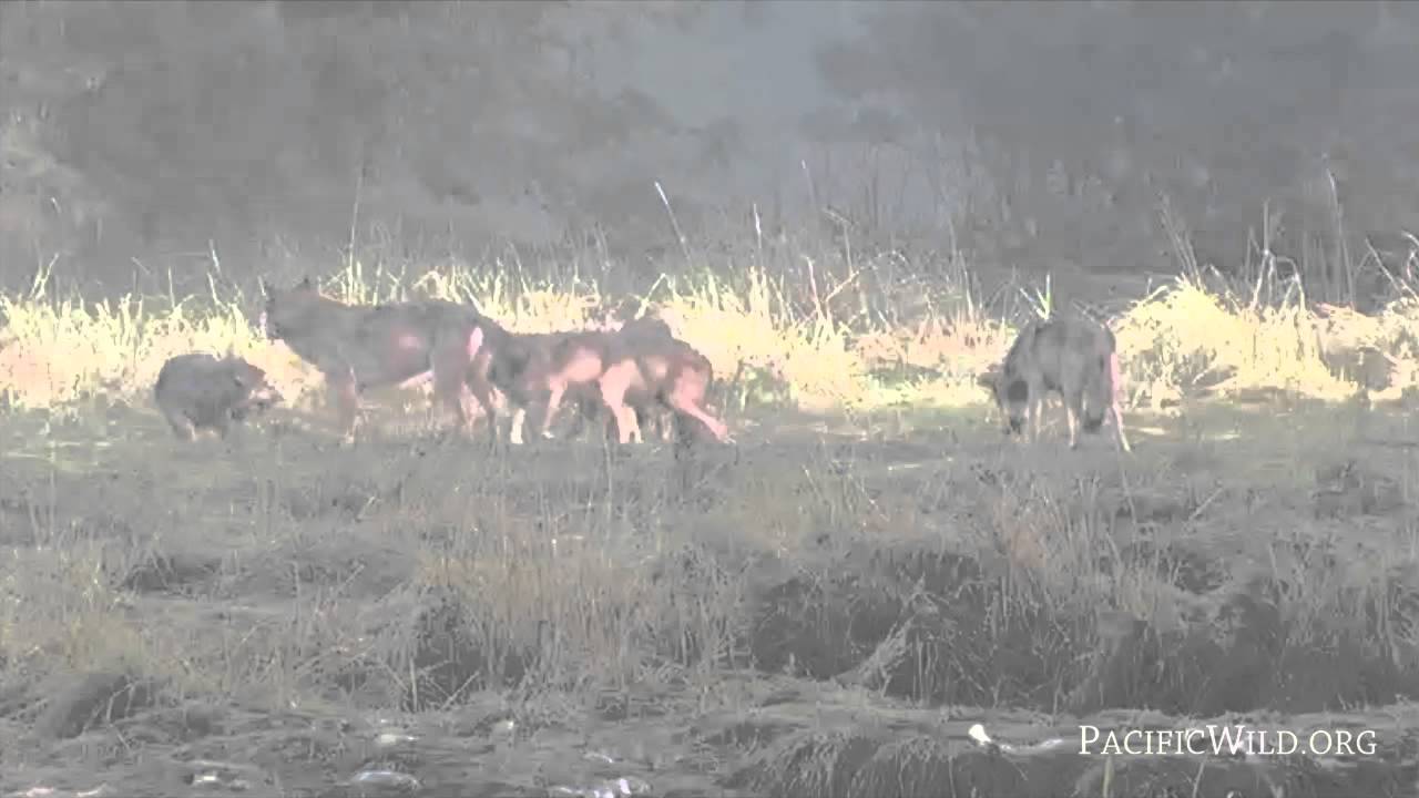 Wolf Pack Playing - YouTube