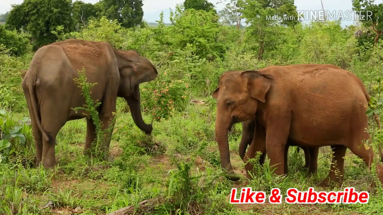 Elephant and Deer / Forrest / - YouTube