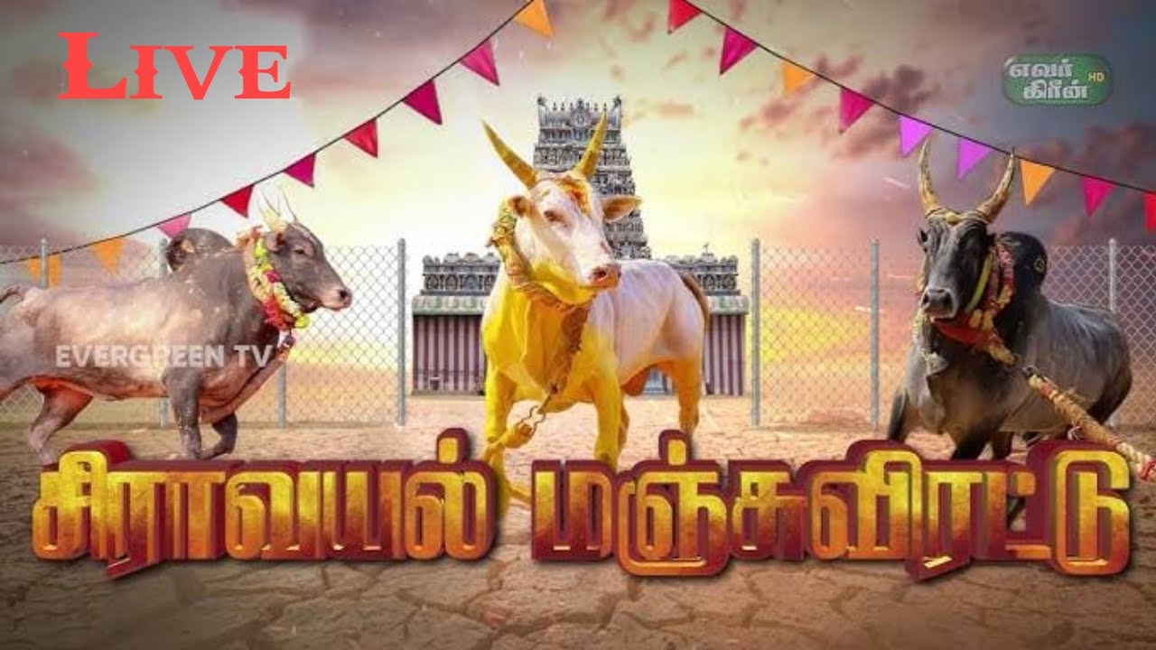 சிராவயல் மஞ்சுவிரட்டு நேரலை 2025 |Siravayal manjuvirattu live # ...