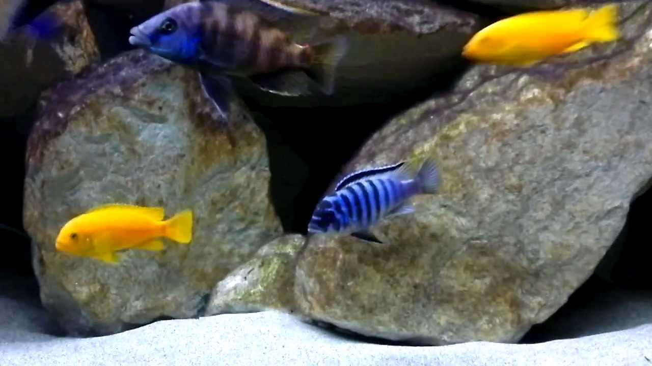 Metriaclima Zebra Chilumba Luwino Reef - YouTube