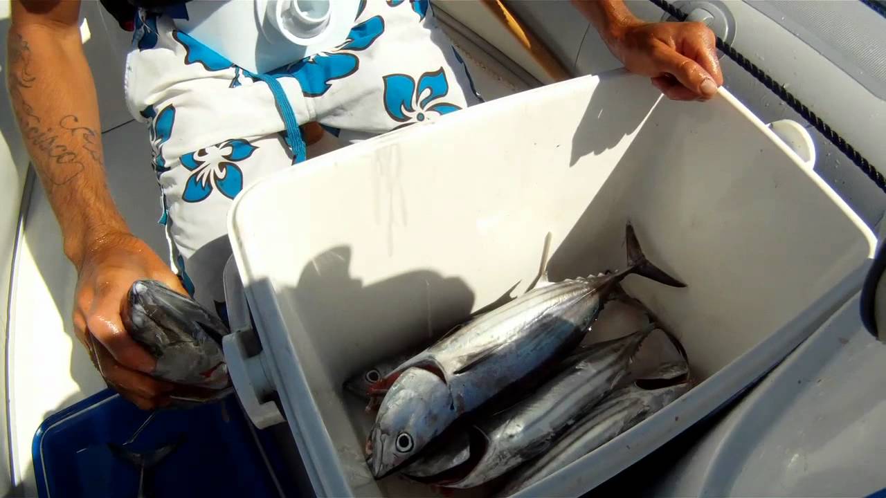 Cádiz pesca de alistados en el círculo - YouTube