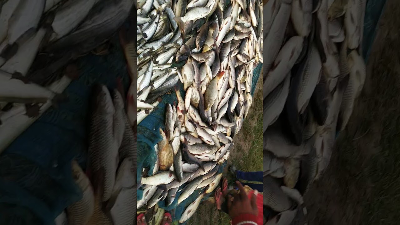 Fish keling on talab vi alinagar - YouTube