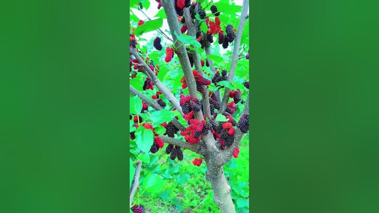 "Nature's Candy Jar: Another Burst#freshfruit #fruit #healthyfood #fruits #shorts - YouTube