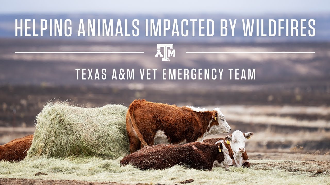 Helping Animals Impacted By Wildfires | Texas A&M Vet Emergency Team ...