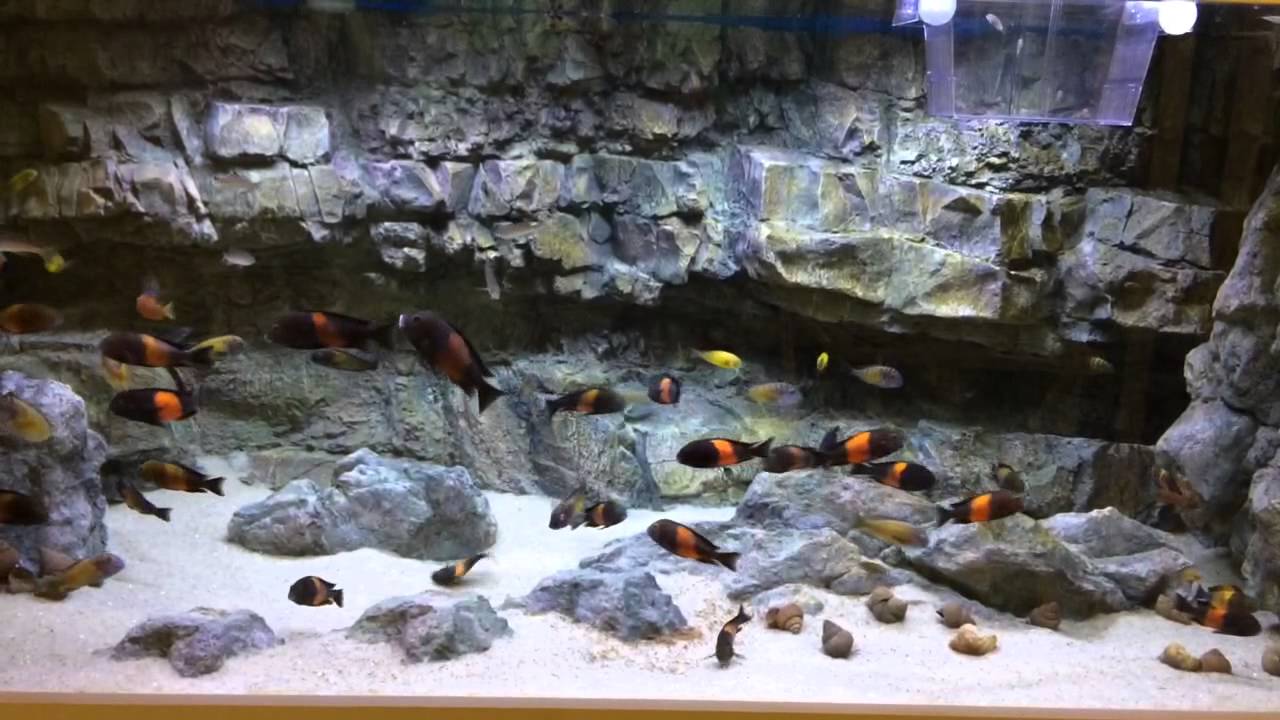 Tropheus aquarium - YouTube