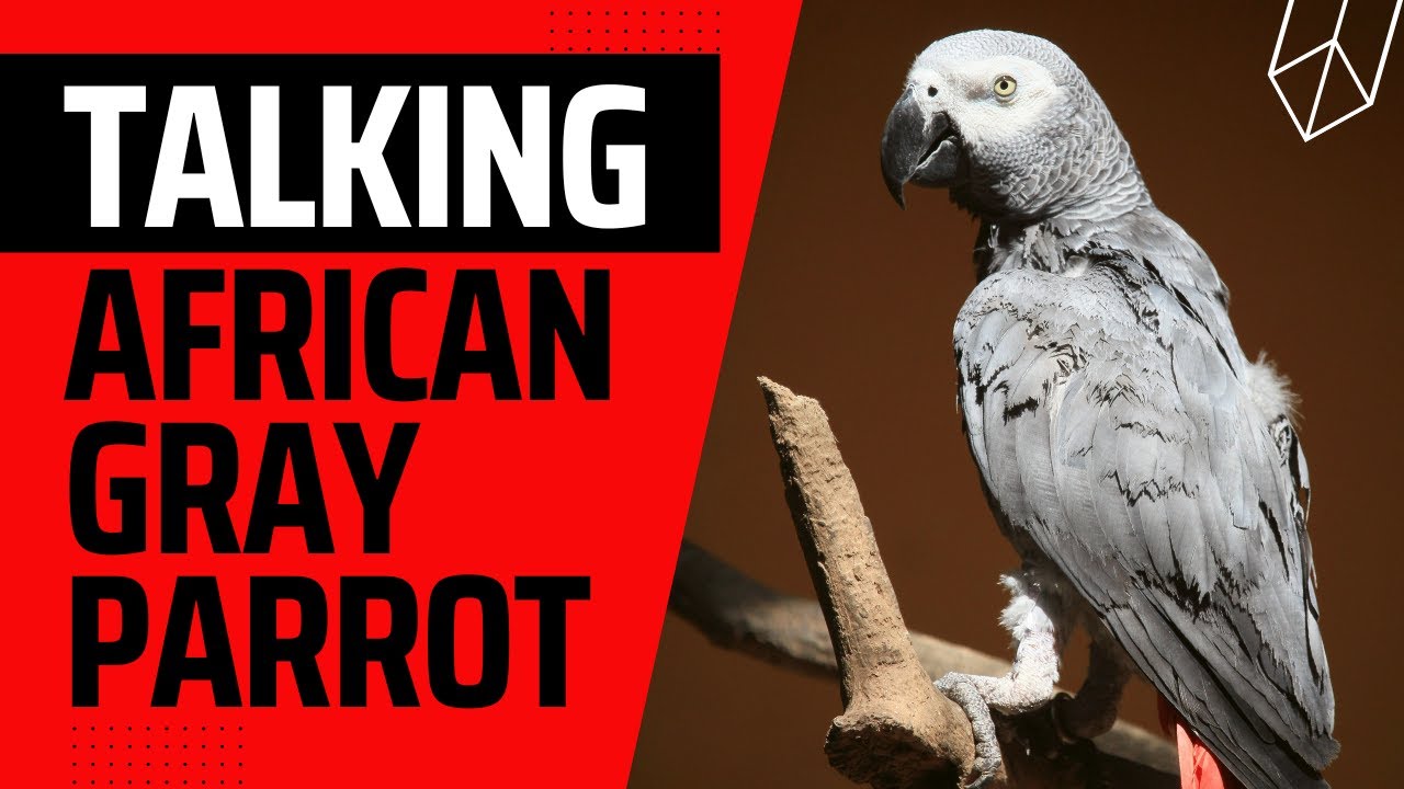 Talking African Gray Parrot: Amazing and Entertaining | M.A Birds Zone ...