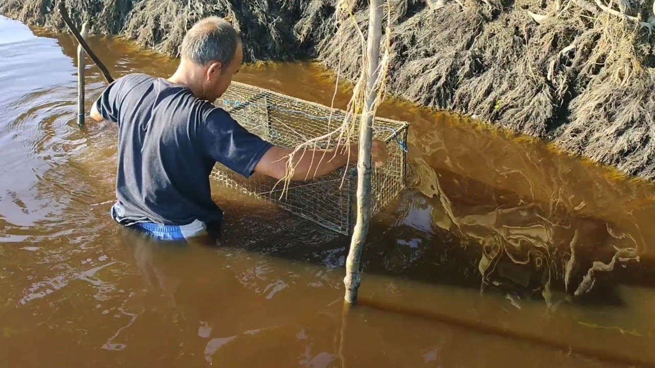 pasang perangkap ikan disini dapat ikan botut sama ikan baung (pengilar ...