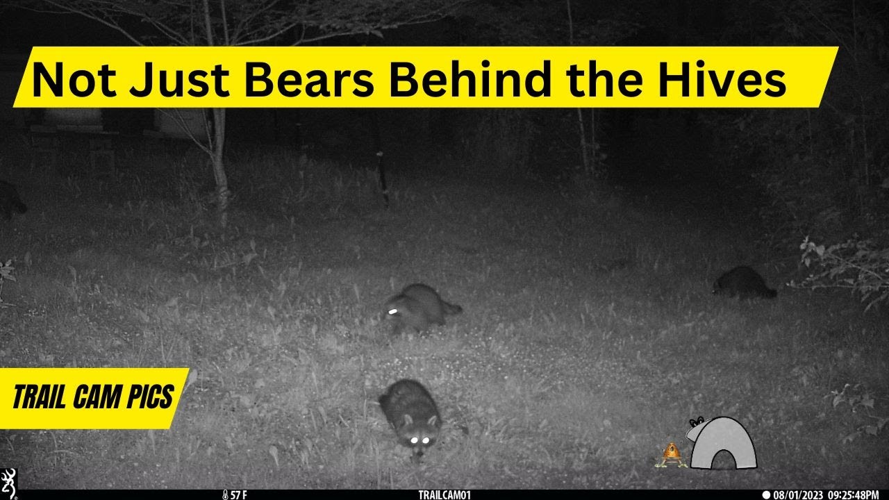 Behind the Apiary | Bear Behind Apiary & Maple 2023 - YouTube