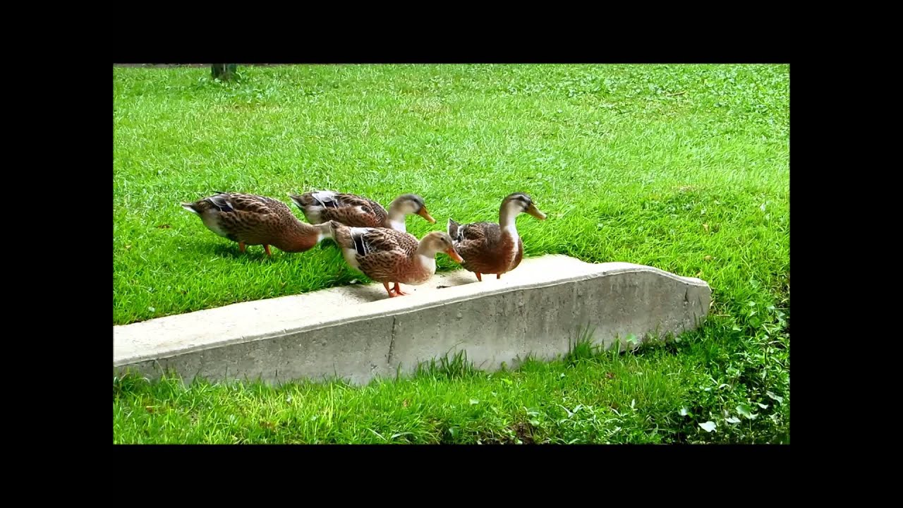 Female Mallard Ducks Face Many Predators & Brood Parasitism in Life ...