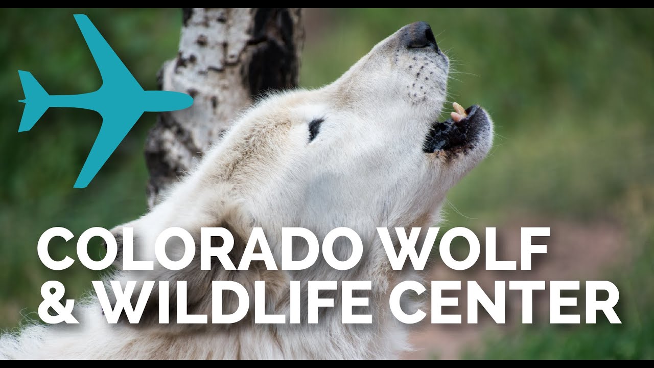 Vegan Travel to Colorado Wolf & Wildlife Center - YouTube
