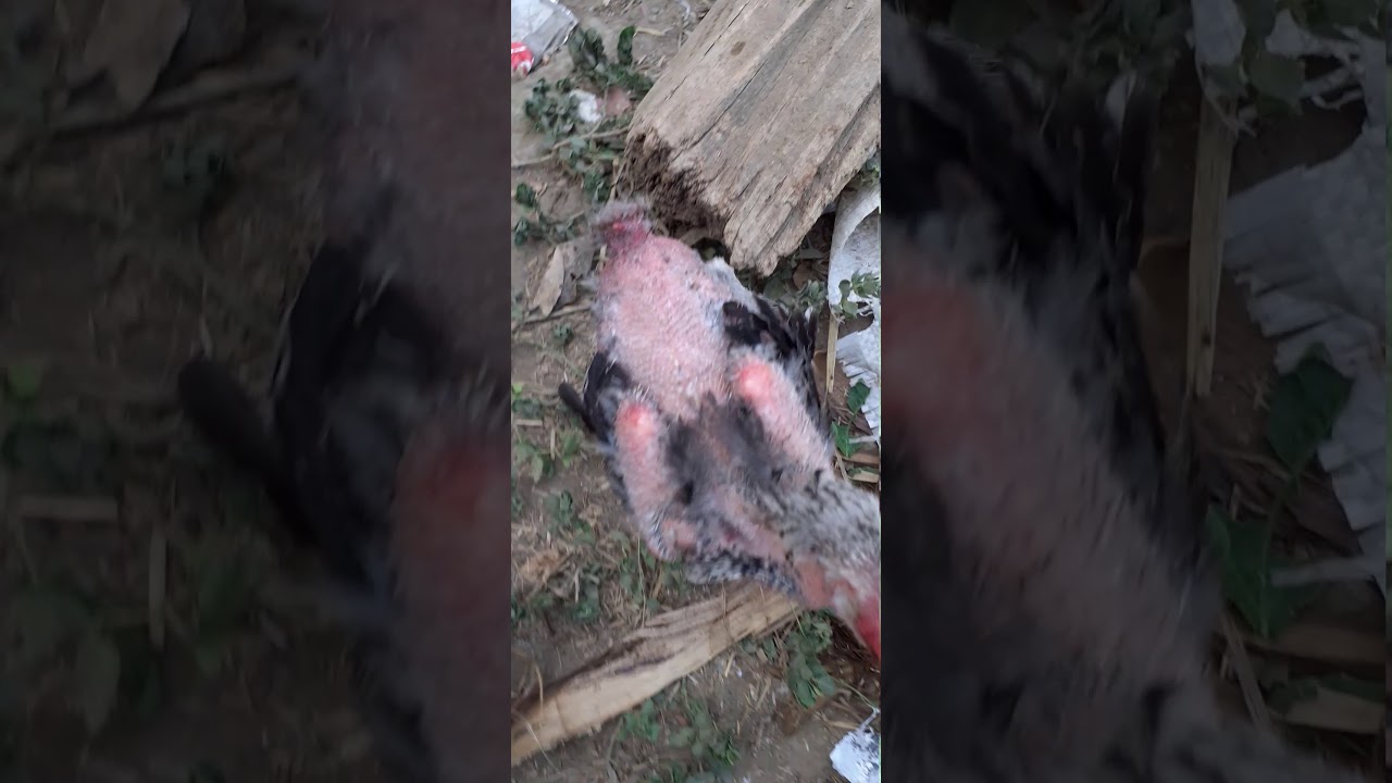 Featherless Chicken - YouTube