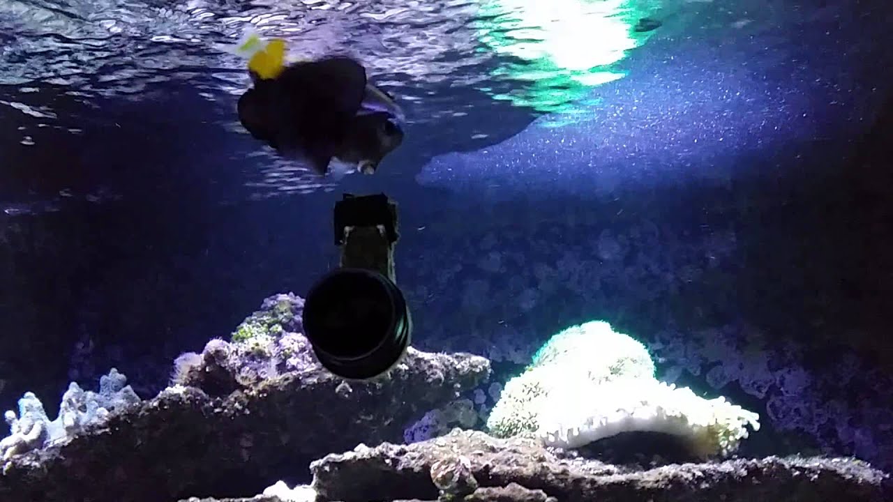 Seaweed clip time in my 180G reef tank - YouTube