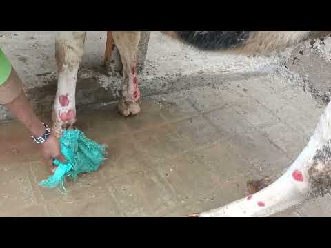 Management of ringworm infection in a cow - YouTube