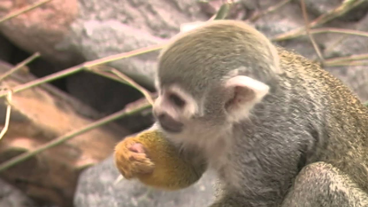 EL MONO ARDILLA - YouTube