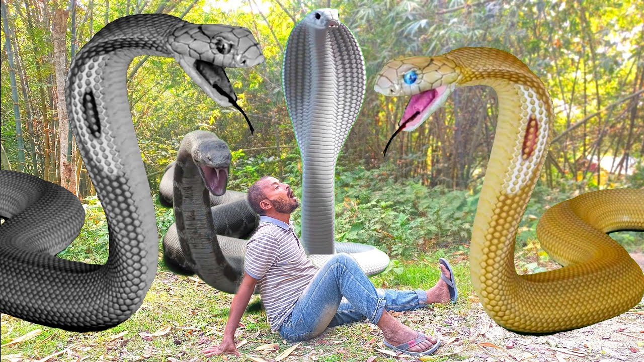 Anaconda snake || 54 in Real Life HD Video || Snake || anaconda || big ...