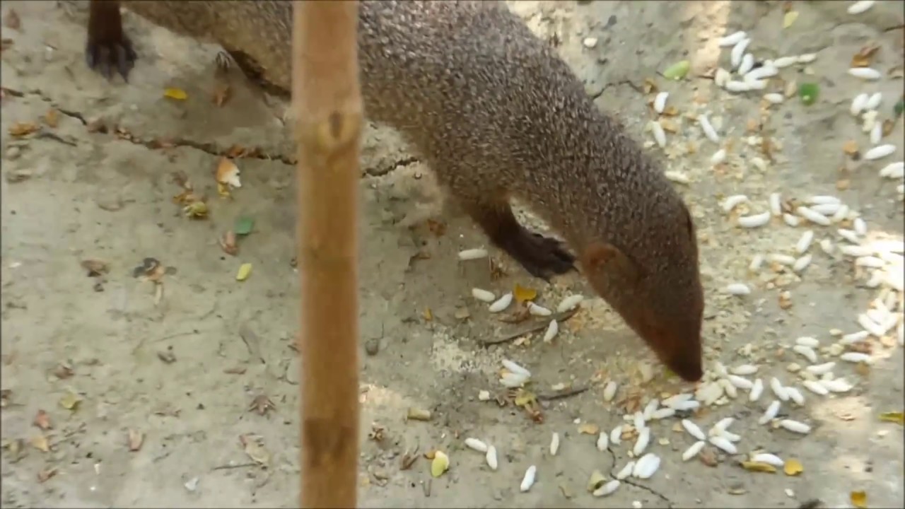 HUNGRY WEASEL/ MONGOOSE/ STOAT/ ICHNEUMON PART-1.একটা ক্ষুধাথ বেজি ...