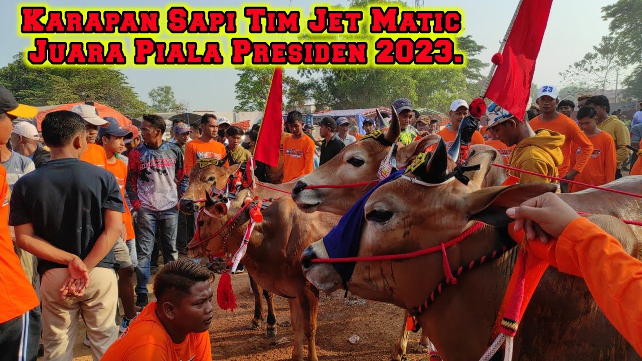 Karapan Sapi Tim Jet Matic Juara Tiga Golongan Menang Piala Presiden ...