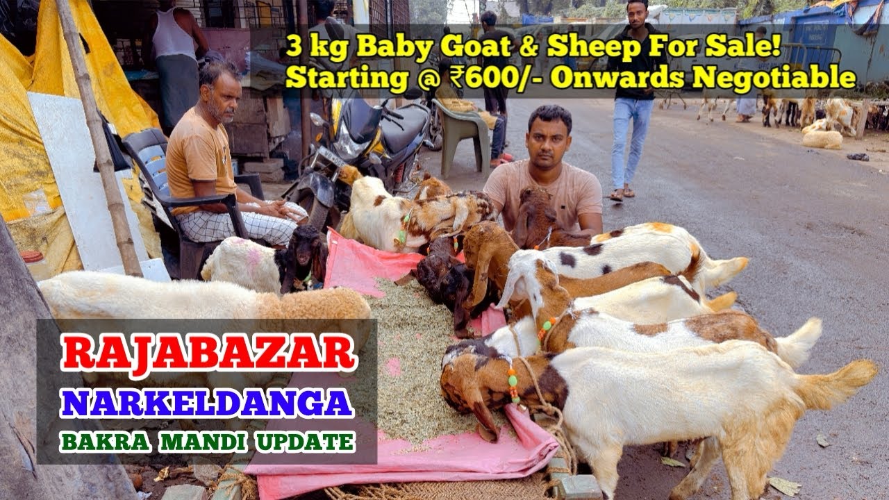 Rajabazar Narkeldanga Bakra Mandi Thursday ka Chakallas | Goat & Sheep ...