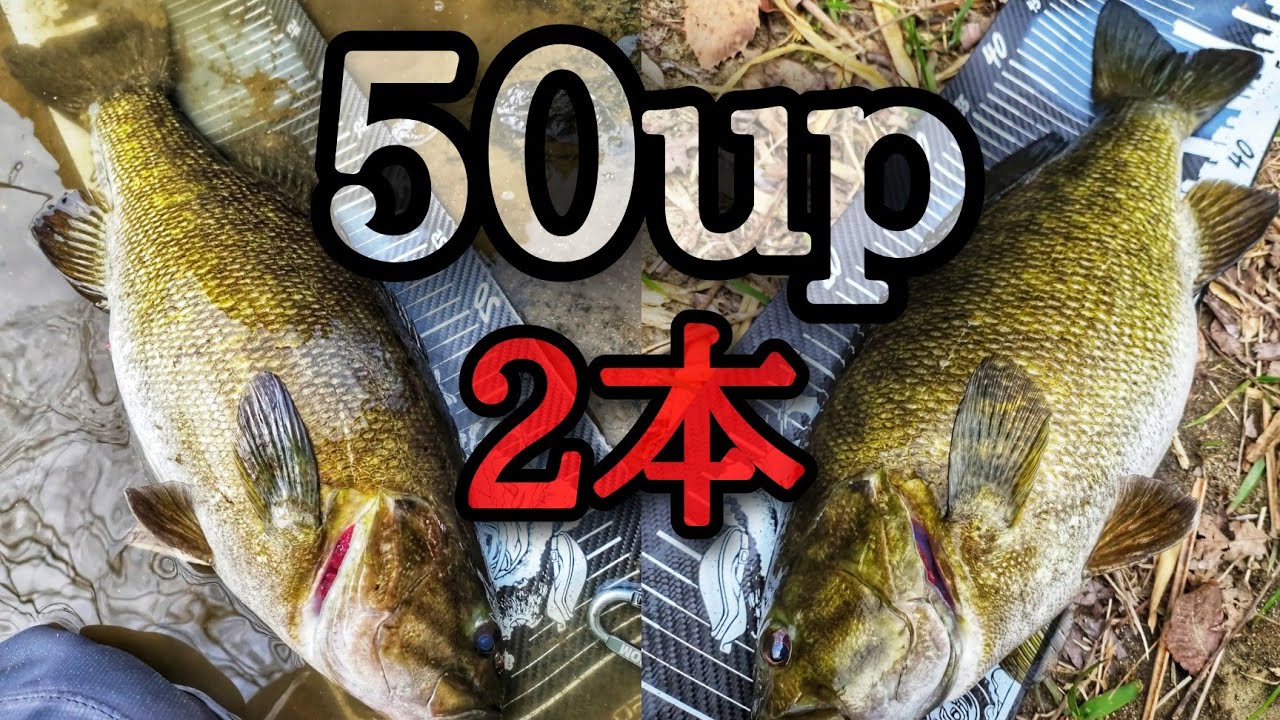 【神回】春の特大スモールが大好きなヤマタヌキを投げたら50upが連発してしまった「バス釣り」「スモールマウスバス」「釣れるワーム」 - YouTube