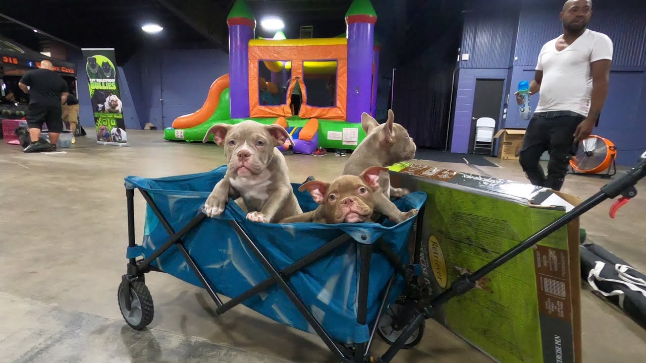 American Bully Bring the Heat 2.0 Bully Show - YouTube