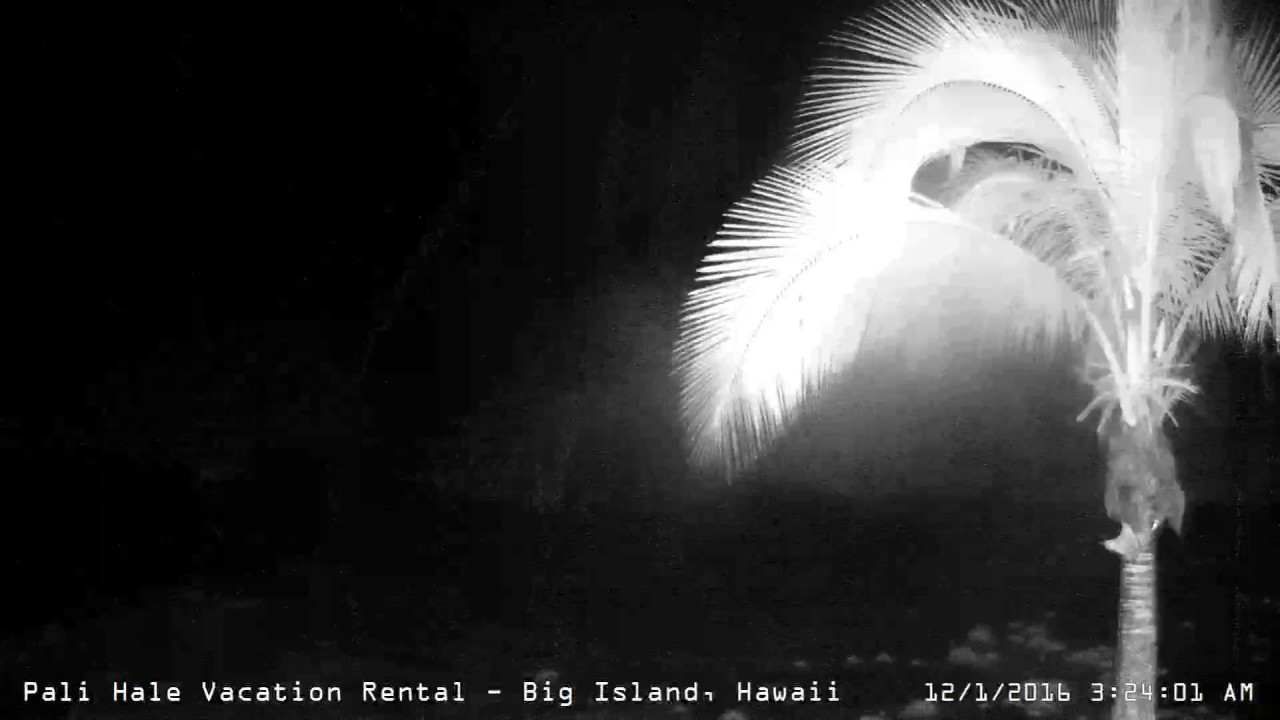 Pali Hale Live Stream from Puna Coast of Kea'au, Big Island Hawaii ...