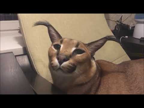 gangster floppa - YouTube