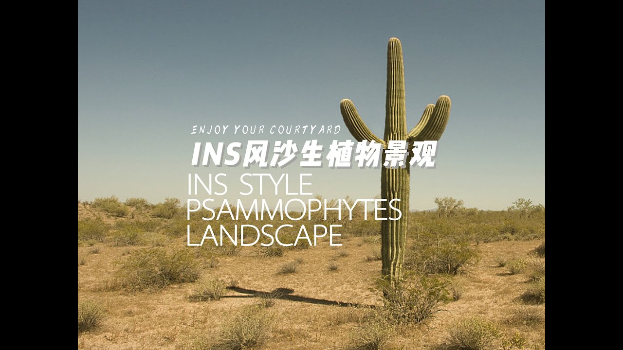 90 seconds to learn INS style psammophyte that are popular all over the ...