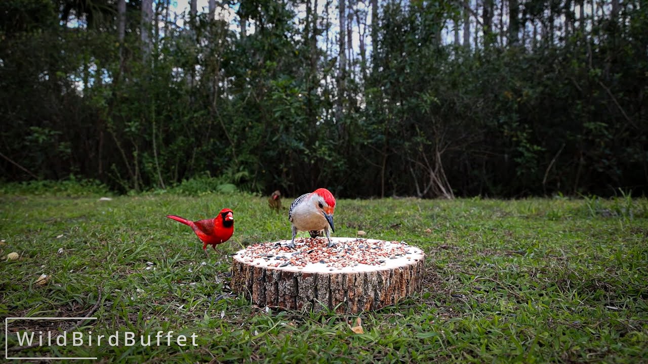 Adorable Feathered Friends: Cardinals, Woodpeckers, & Squirrels ...