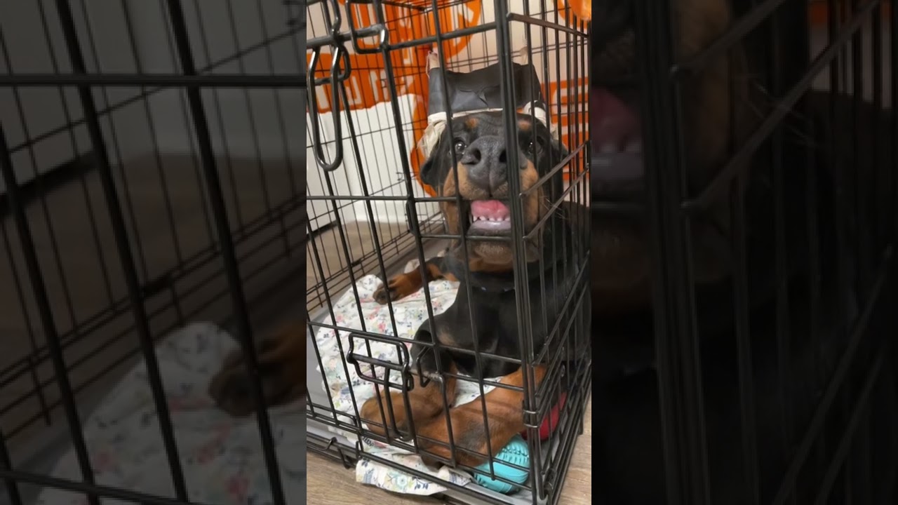 Shakka The European Doberman Goofy - YouTube