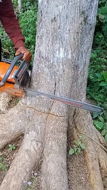 How to cut down teak trees effectively and safely#wood#woodworking# ...