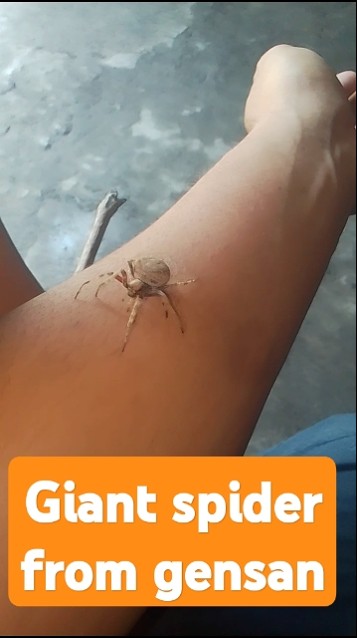 Giant spider..gensan line - YouTube