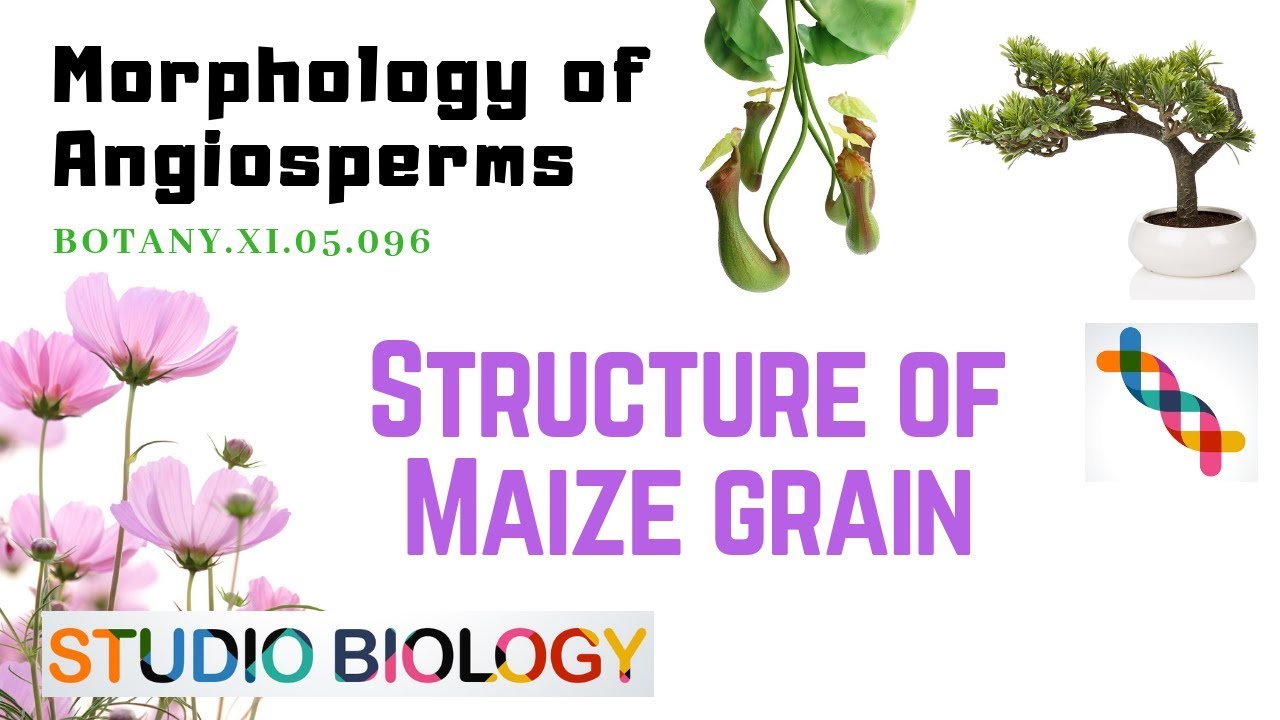 BOTANY XI.05.096 – Morphology of Angiosperms – Structure of Maize Grain ...