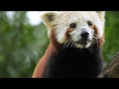 Big Ted's Big Adventure: Red Pandas - YouTube