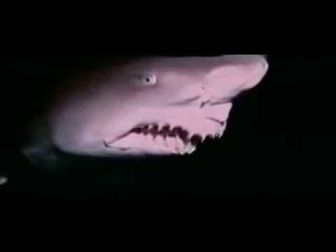 Strange Wilderness - Shark laugh - 10 hours - YouTube