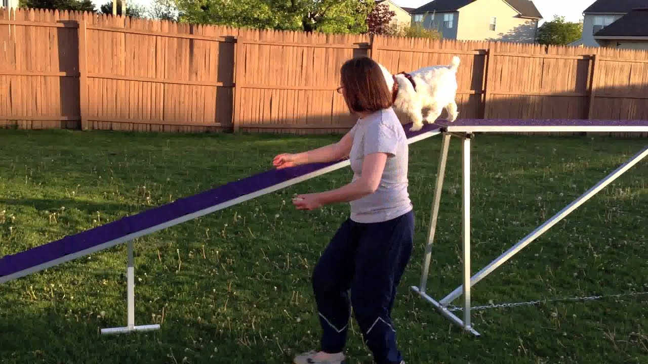 Reilly and agility dog walk - YouTube