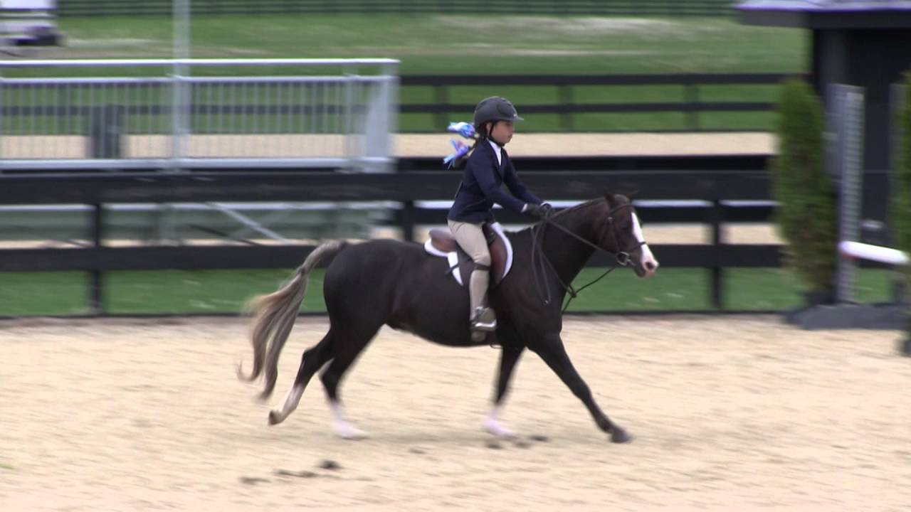 ICandy ridden by Olivia Carmouche--Small Pony Hunters - YouTube