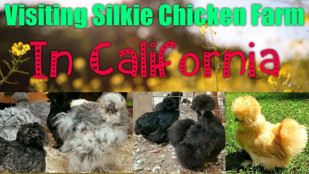 Visiting Silkie Chicken Farm In California 🐔🐤🐣🐥 - YouTube