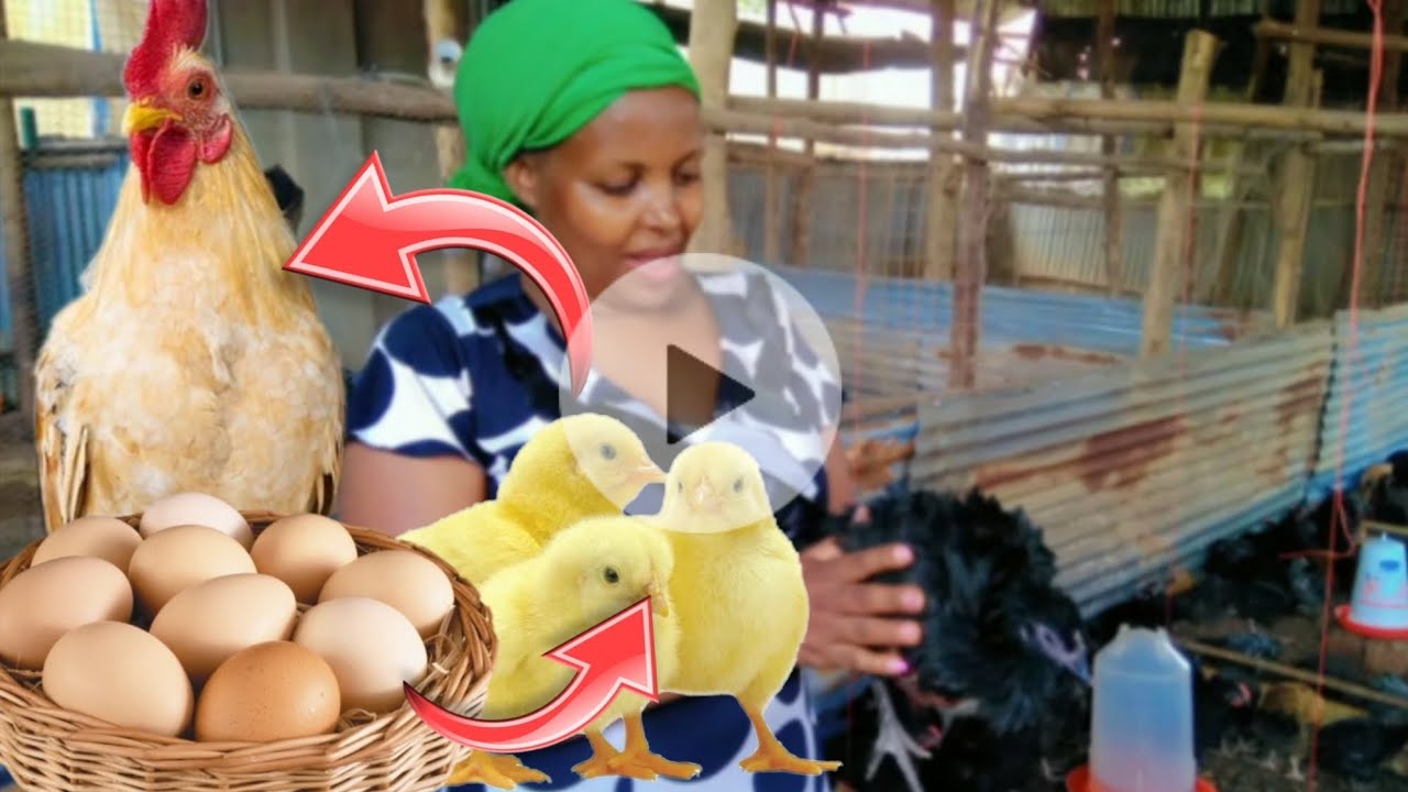 OKULUNDA ENKOKO ENGANDA (ENANSI) STEP BY STEP @BiyinzikaAgro - YouTube