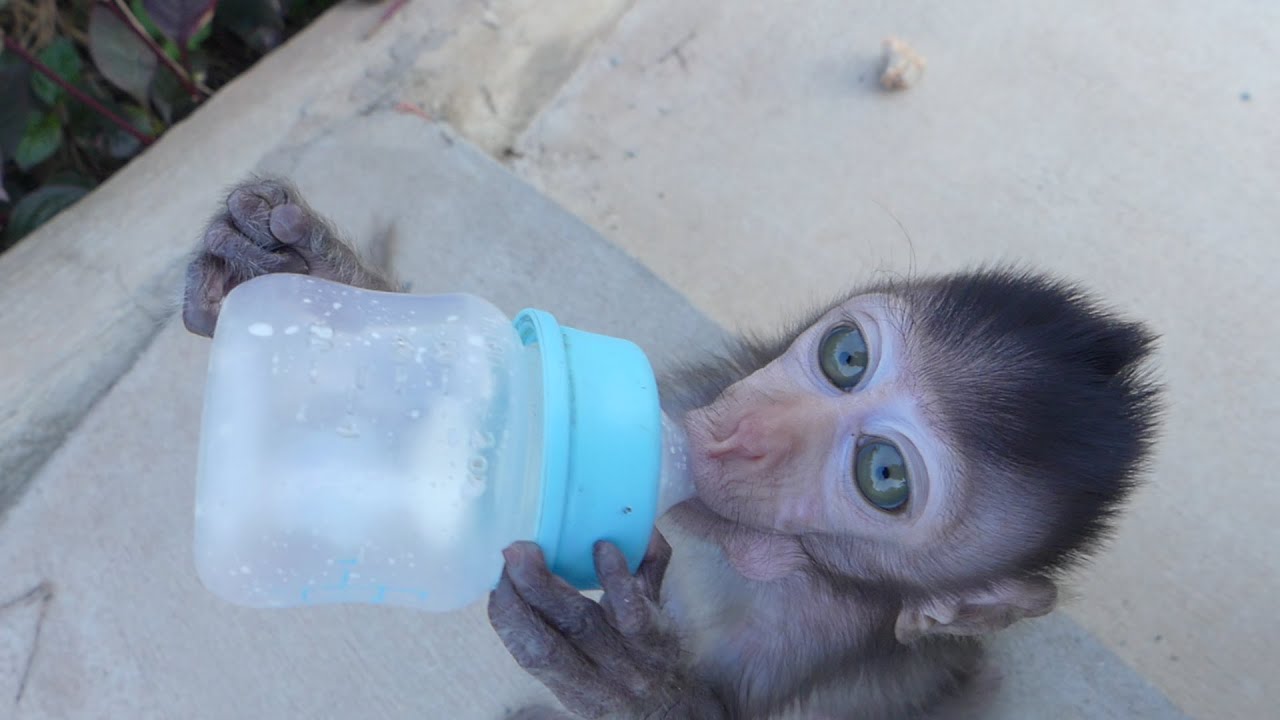 Nui Simon Monkey baby is drinking milk in a beautiful garden - YouTube