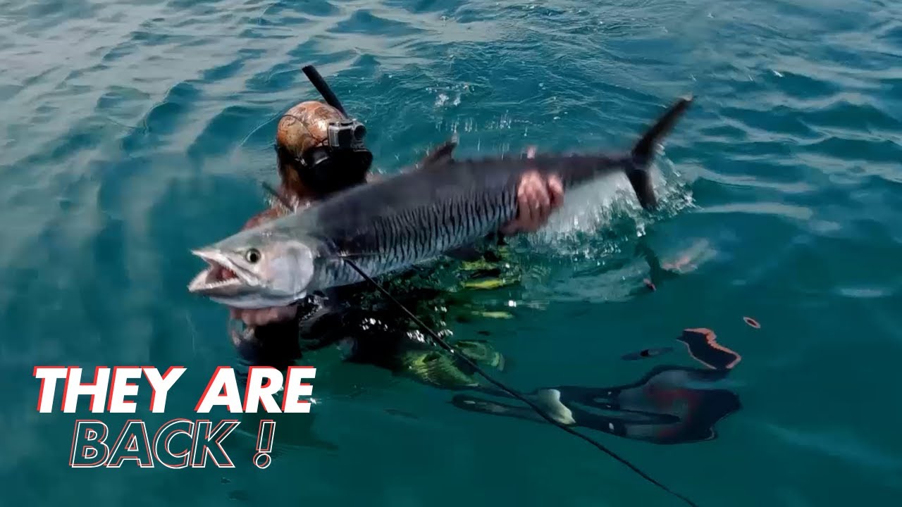 King Mack & Cobia from the reef [SPEARFISHING] / Thazard & Cobia du ...