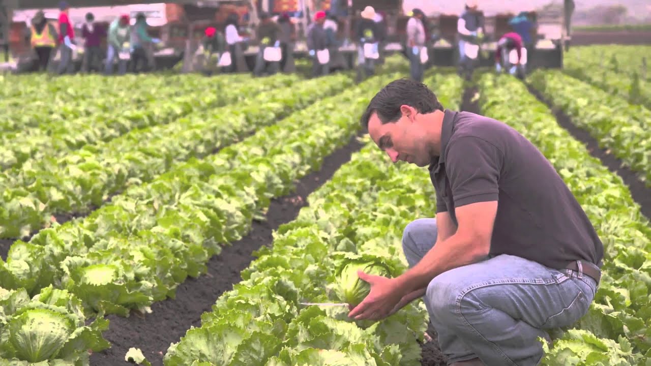 The Nunes Company - Foxy Vegetables HD - YouTube