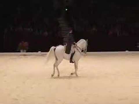 Counter canter - renvers canter - dressage horse - YouTube