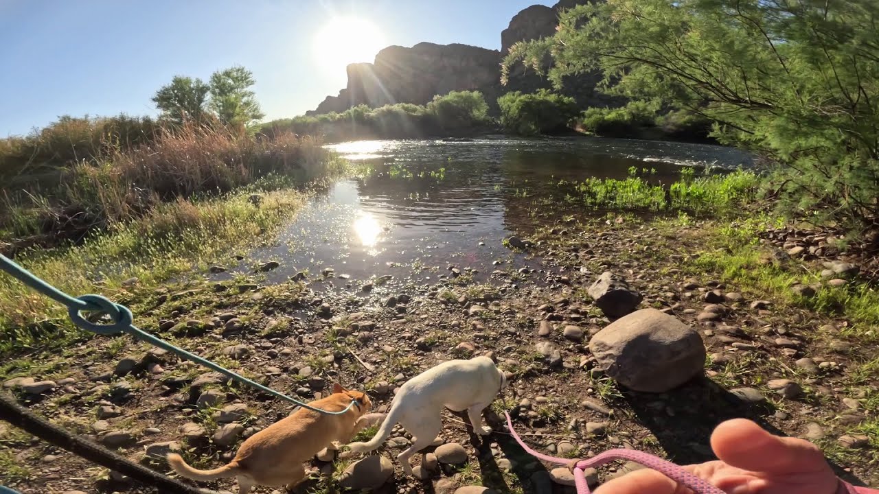 Beautiful morning dog walk and FPV cruise - YouTube