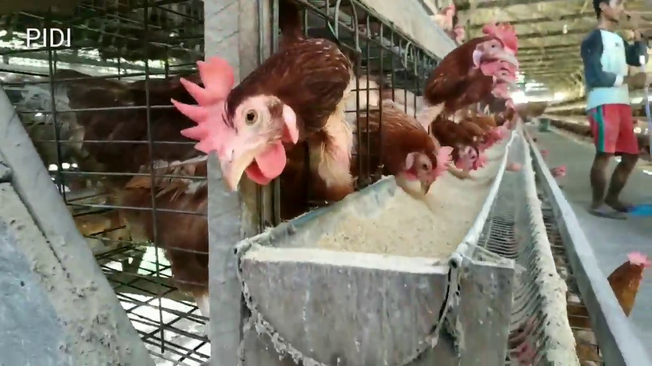 a semi-modern chicken farm of 3000 chickens - YouTube