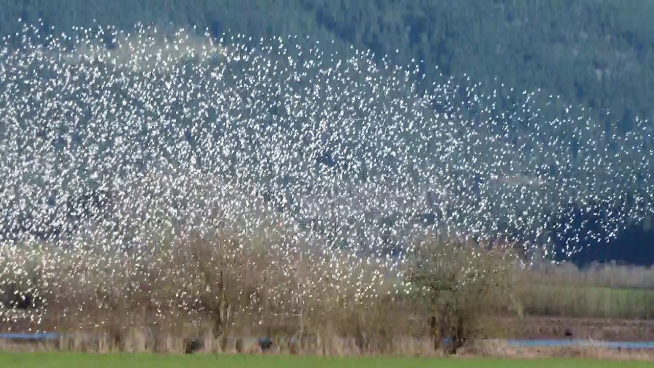 Dunlin Murmuration at Diamond Hills Wetlands near Brownsville, Oregon ...